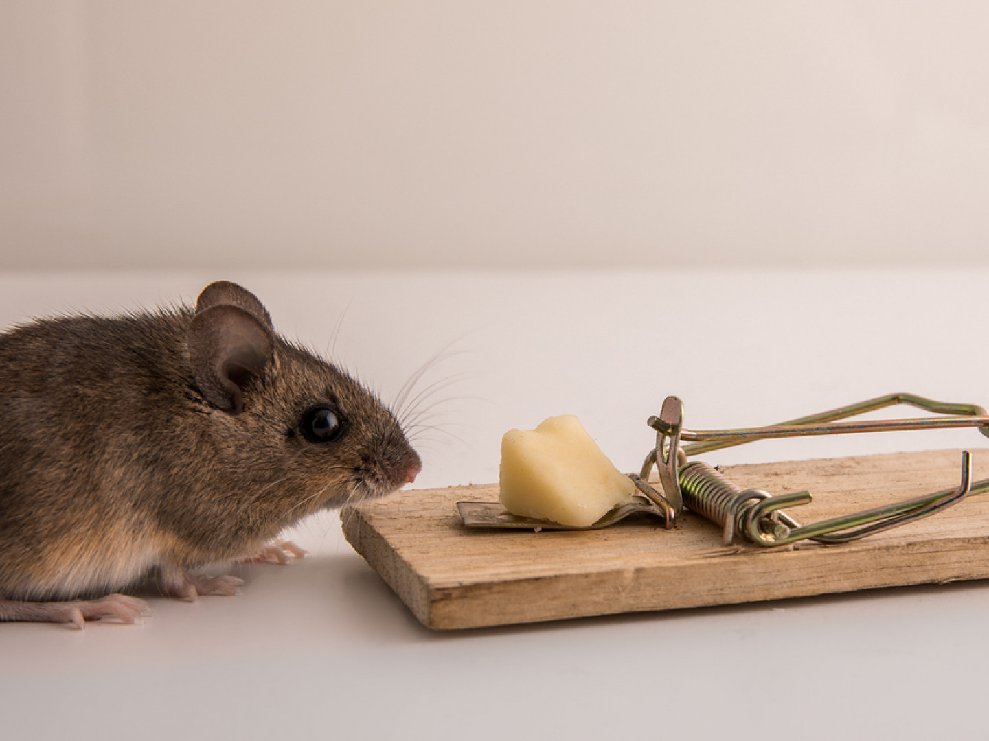 Rodent control - المركز المصري الالمانى